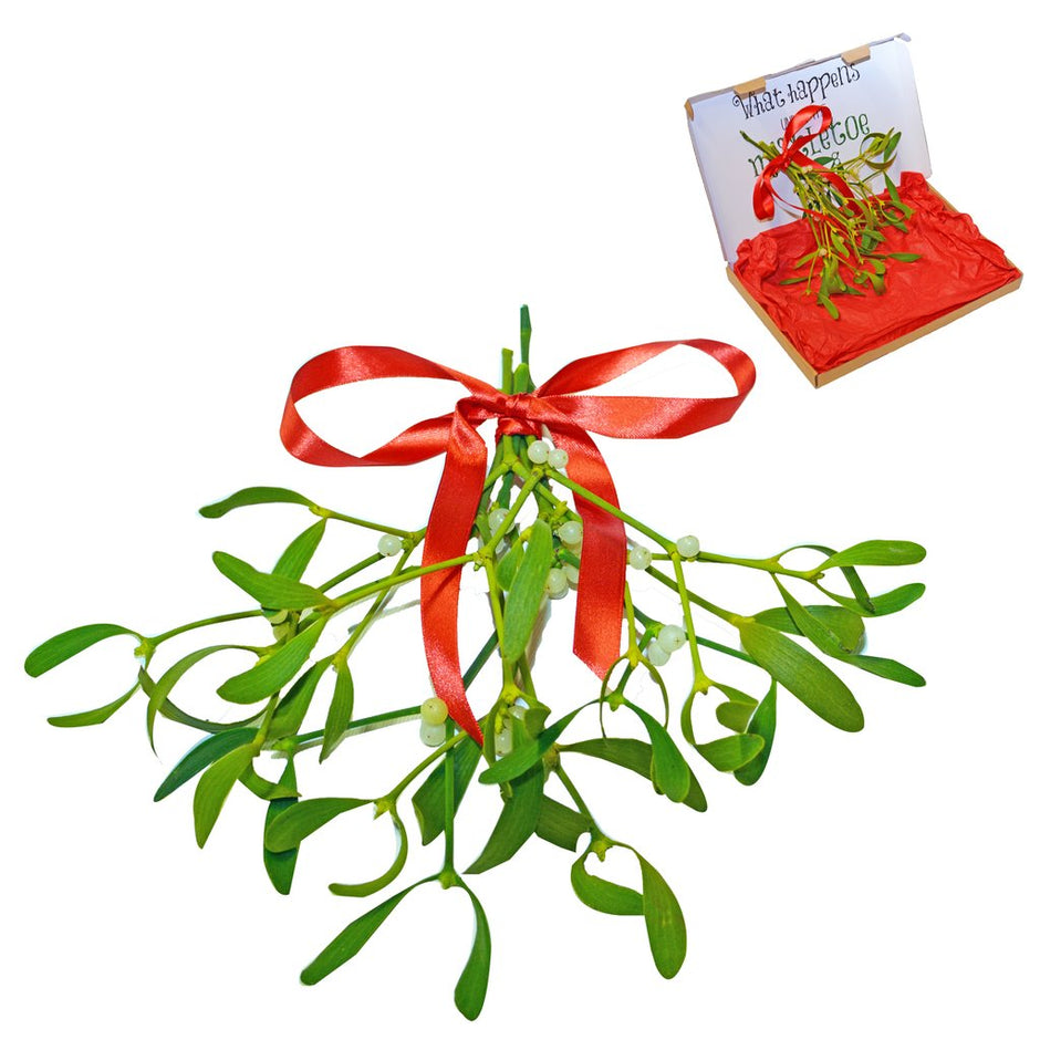 Fresh Christmas Decorations | KissMe Mistletoe