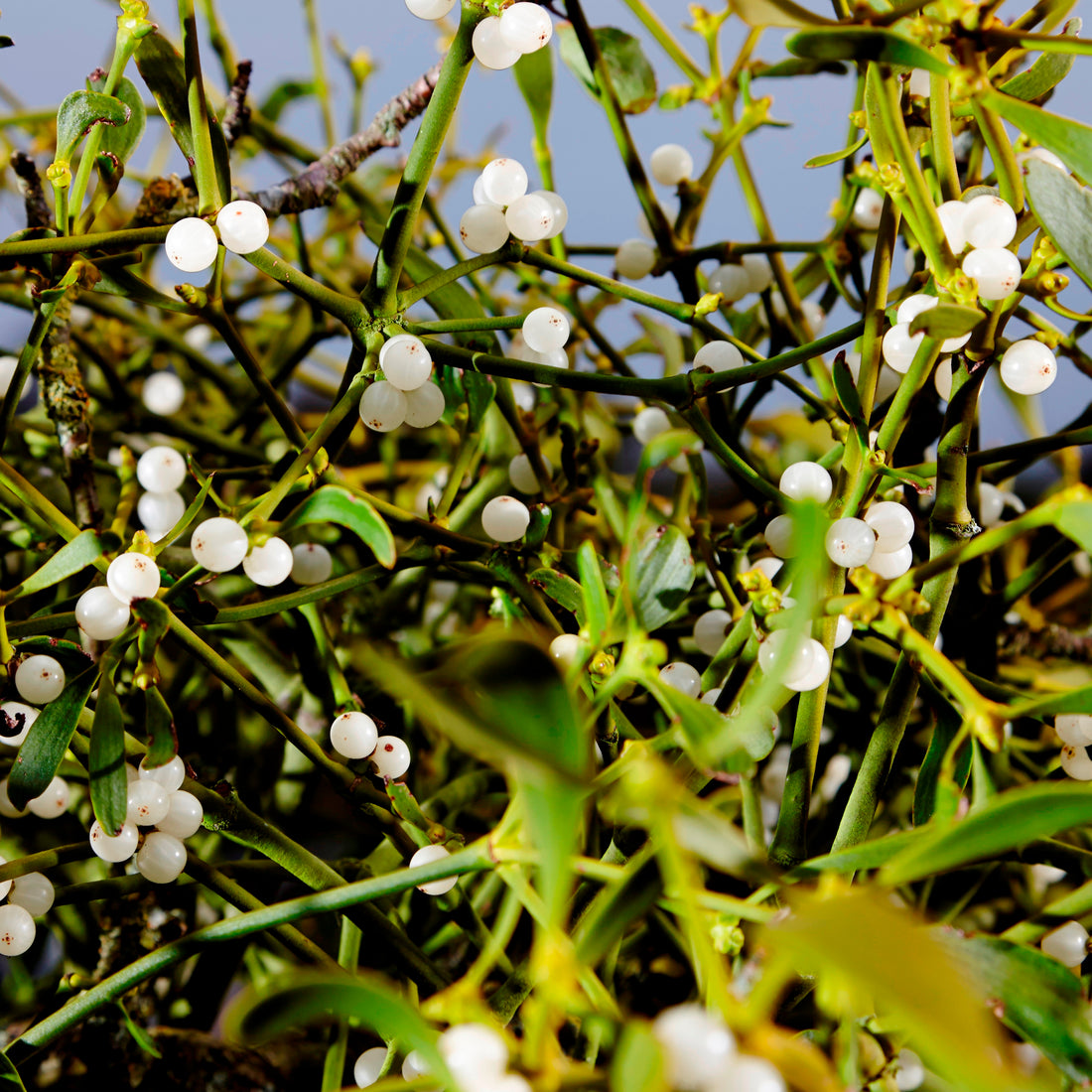 Grow Your Own Mistletoe - Mistletoe Seeds Planting Pack | KissMe Mistletoe