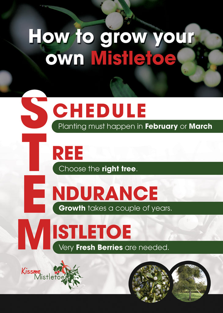 Grow Your Own Mistletoe - Mistletoe Seeds Planting Pack | KissMe Mistletoe